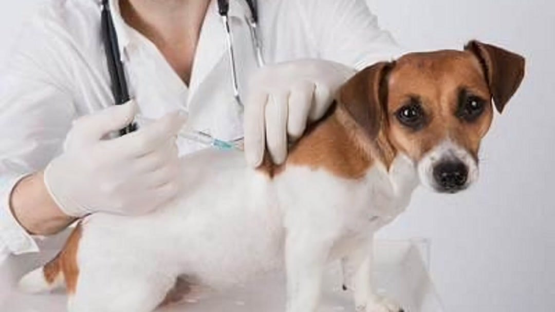 为什么狂犬病一发作,就无药可医?现在才知道