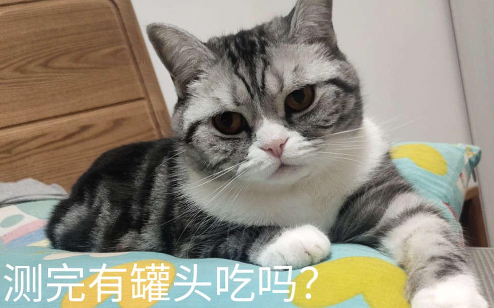 猫咪的信任测试(雾)
