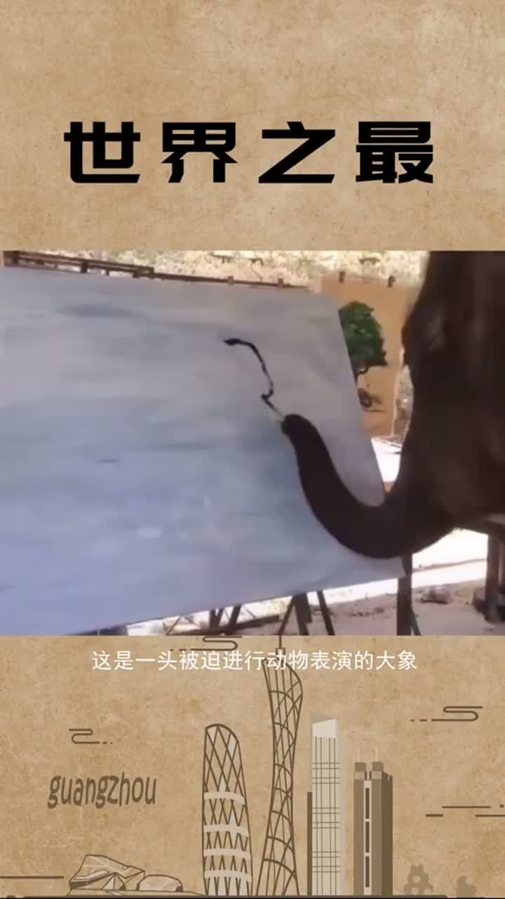 拒绝观看动物表演,才能杜绝这样的悲剧 动物 悲伤