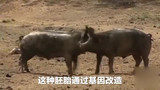 岛国培育出“半人半猪”猪的身体内竟是人的器官