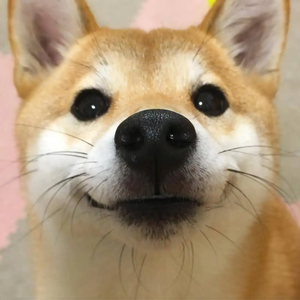 狗哥科普局 