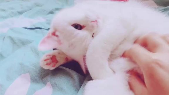 有一只爱撒娇的小母猫,真的是可以随便rua~rua~rua~#猫咪