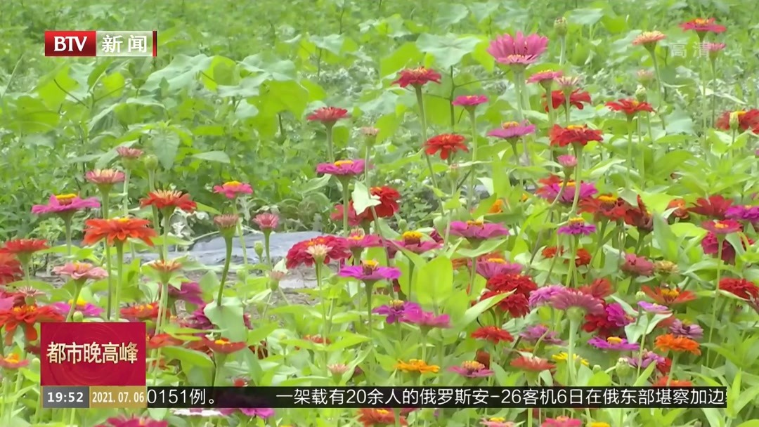 京西村民种植巨幅稻田画庆祝建党100周年
