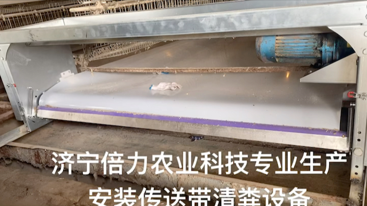 蛋鸡传送带安装完成 鸡舍自动清粪机pp材质清粪带使用年限长,不跑偏...