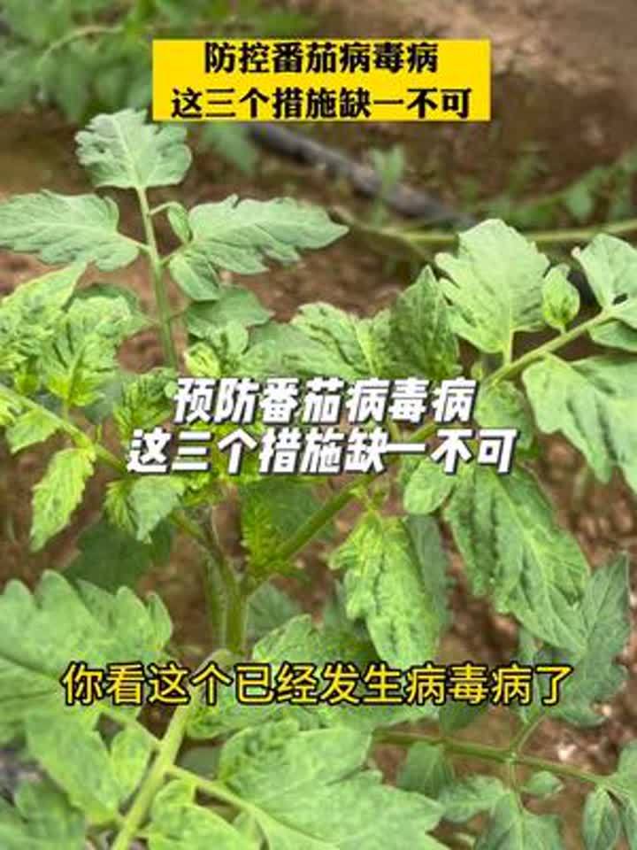 ...番茄病毒病、这三个措施缺一不可#现代农业 #农业种植 #种植技术 #...