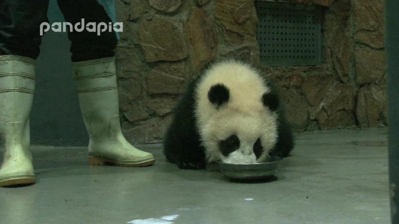 小熊猫还是很喜欢喝牛奶的,这生活也是太好了,看着真可爱
