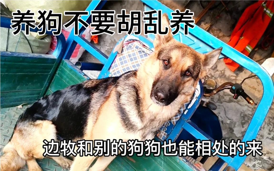 省心宠物狗排名,“最懂事”的6种狗狗,最后一种谁养谁说好