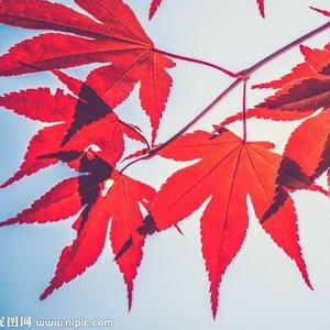 枫叶聊人生 