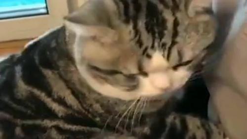 猫咪也太会撒娇了吧,把人萌得心都化了