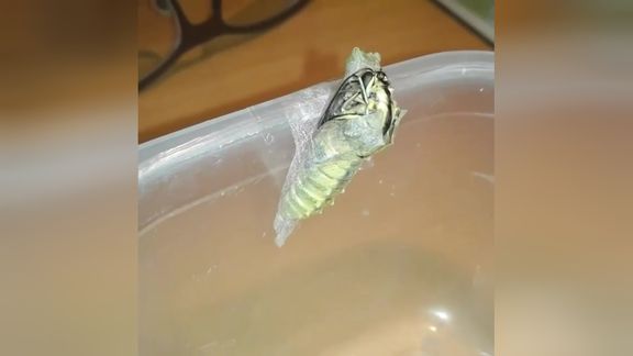 见过破茧成蝶的全过程吗?瞬间张开了翅膀,太漂亮了