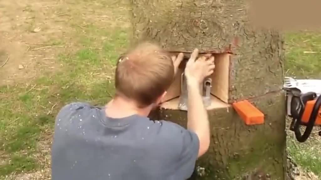 第一次见这种砍树的方式,不是亲眼看到,我都不相信!