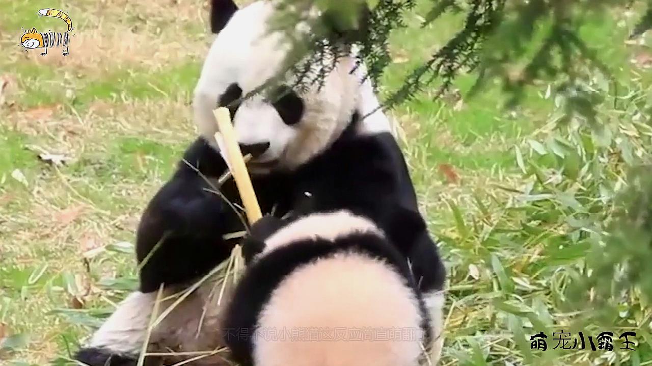 熊猫宝宝有多闲?小小的一片落叶打在身上,佯装被撞翻滚个不停