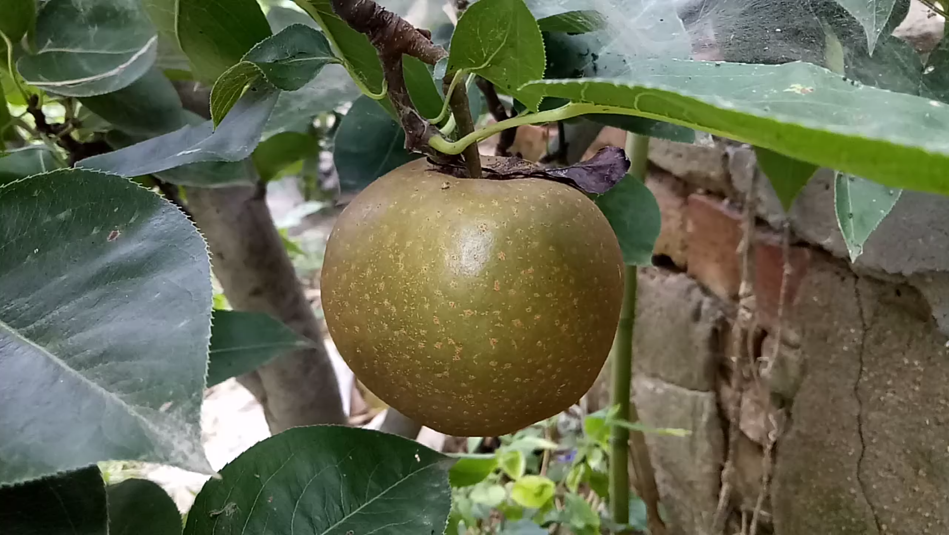 【7月25日花开记录】孩子外婆家树上的梨子已经长大了。由于光照...