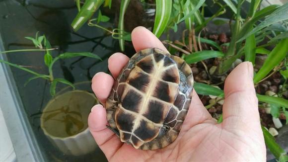 龟缸里可以种薄荷吗?植物净化水质,乌龟缸里养薄荷方法注意事项