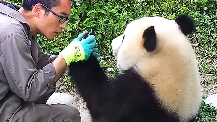 大熊猫也是熊类的一种,如果它们认真起来,能跟老虎一较高下吗?