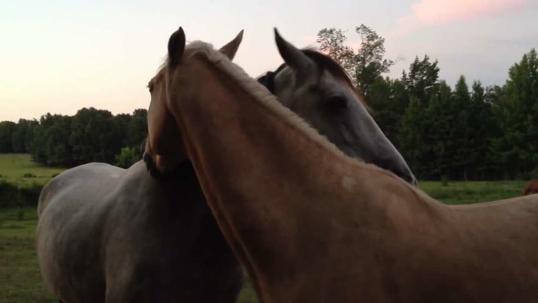 两匹马玩挠痒痒游戏,谁先忍不住谁输!