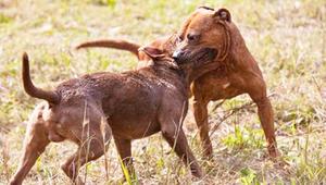 实拍:超凶狗狗打架,竟然活活把对方咬死!