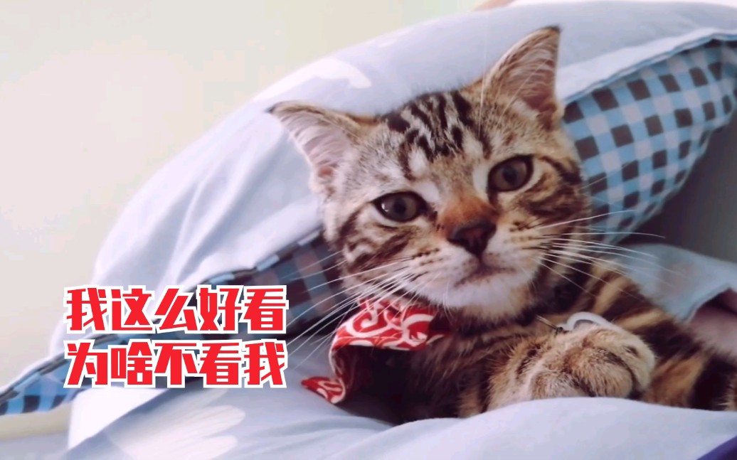 某些小猫咪,就喜欢撒娇卖萌