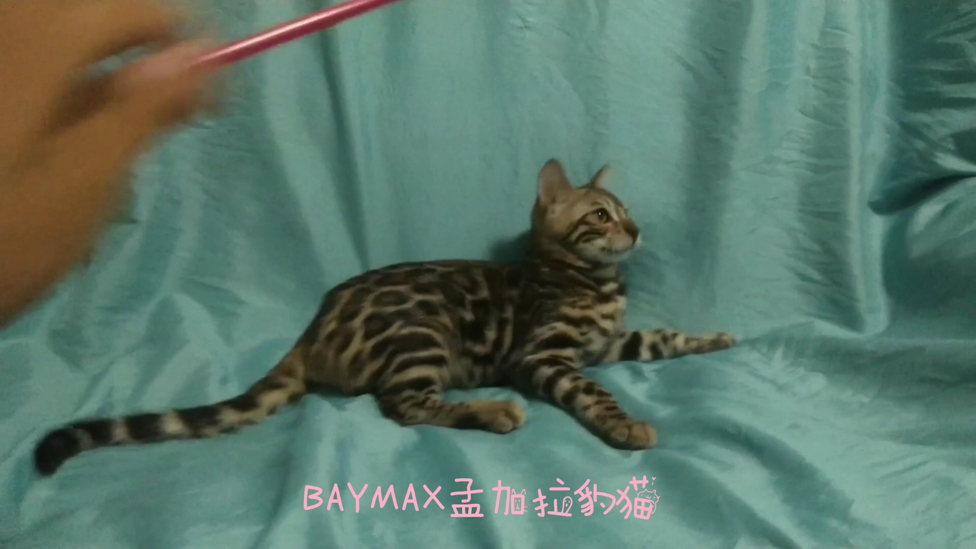 养猫还能犯法? 豹猫到底可不可以当宠物饲养