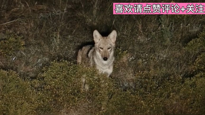 我要上热门 热门 国外合法狩猎 打猎 捕猎 猎杀 狼 胡狼 郊狼