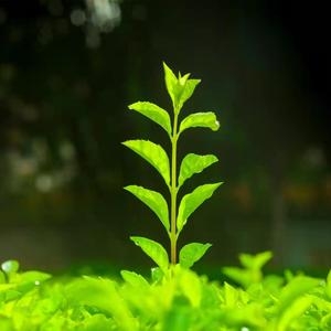 教育茶馆大家谈 