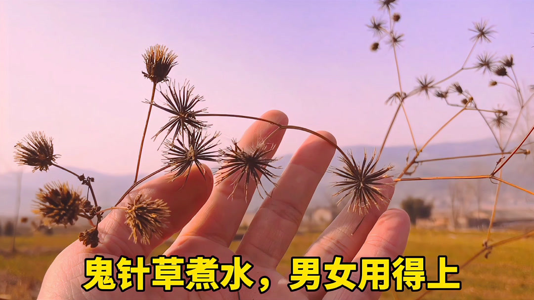 野草“鬼针草”煮水,妙用厉害了!野外男女用得上!学会有用