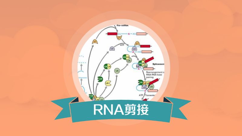 RNA剪接:一种较罕见的剪接方法