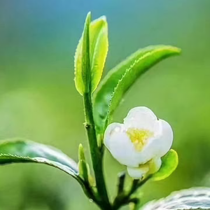 品品呗紫阳富硒茶 