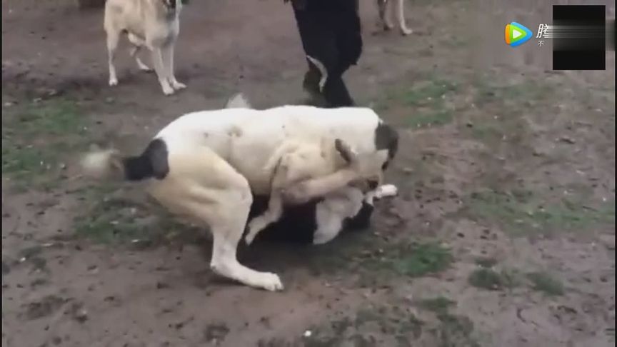 实拍中亚牧羊犬打架