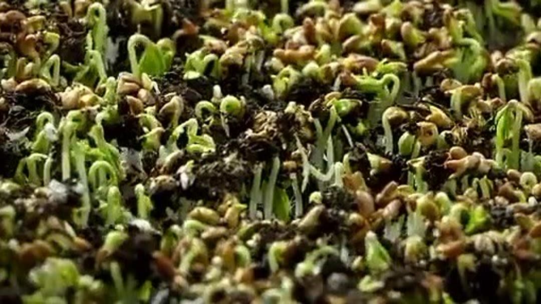 花朵由种子到盛开的全过程,惊艳,神奇!