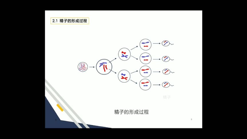 精细胞的形成过程,植物细胞的质壁分离过程,简易动画