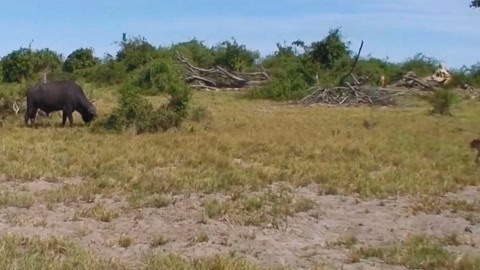 动物狩猎成功已否 出场顺序很重要,这样才能高效率找到目标