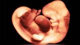 怀孕第一个月胎儿发育好神速,短短4周,变化太大了
