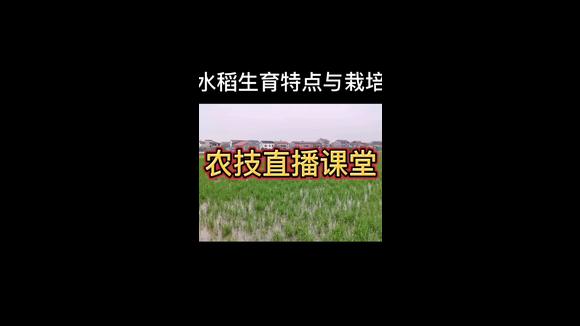 水稻生长与栽培