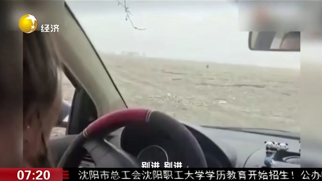 黑龙江:野生东北虎“进村” 飞奔一掌拍碎车窗