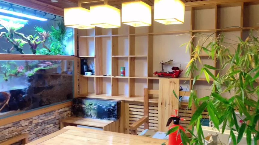 土味儿鱼缸改造雨林生态景观!#雨林缸造景