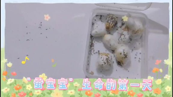 生命的开始