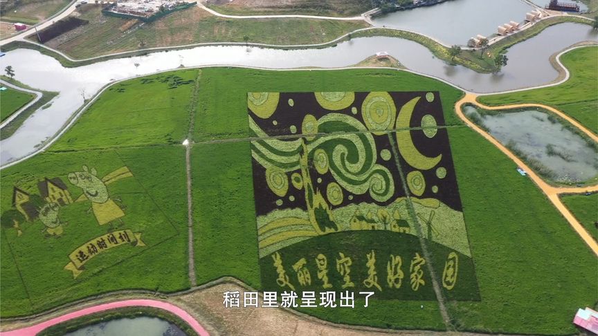 三农品鉴官探乡村 寻迹盘中餐:黄陂这处五彩稻田画 您打卡了吗?