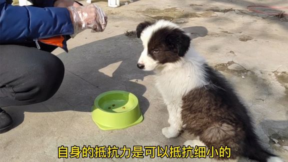 宠物狗容易得细小?告诉你4个注意事项,避免狗狗生病