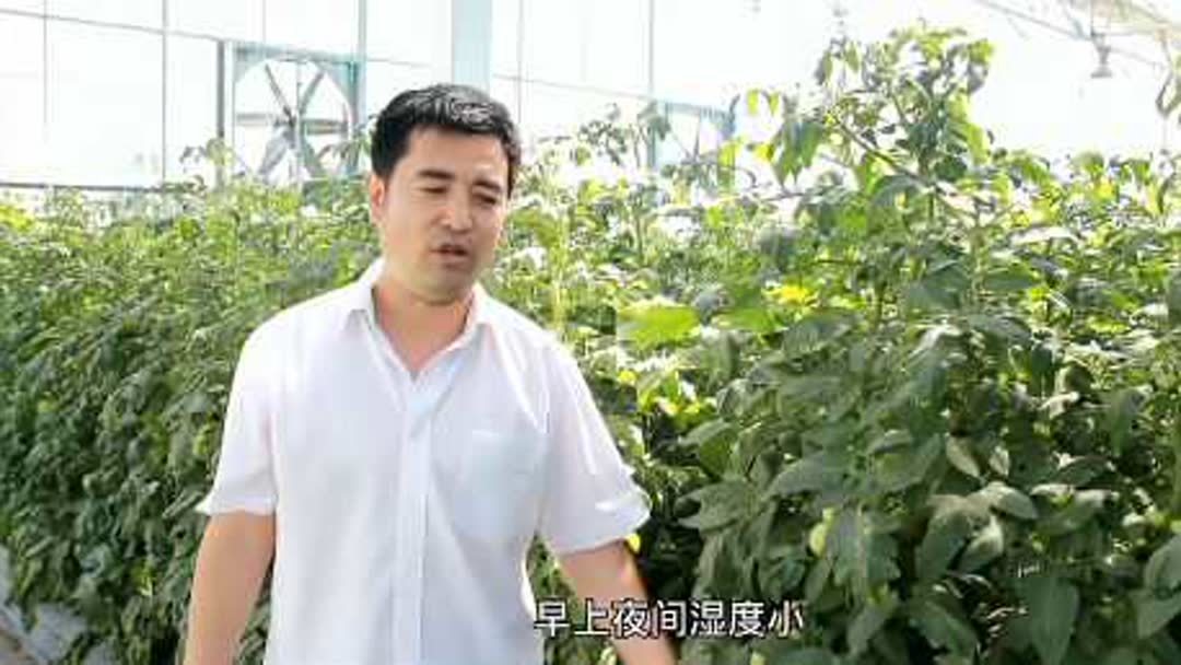 大揭秘番茄种植过程中一点病害都没有,原来秘密绝招是这样
