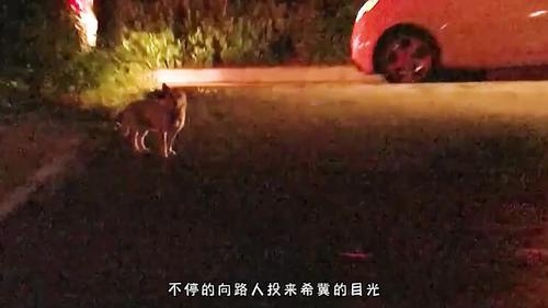 小狗被困下水道,狗妈妈不离不弃一直守护,它能否获救?