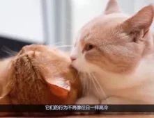 如何教育猫咪才正确?否则它们会记仇,主人要用对方式