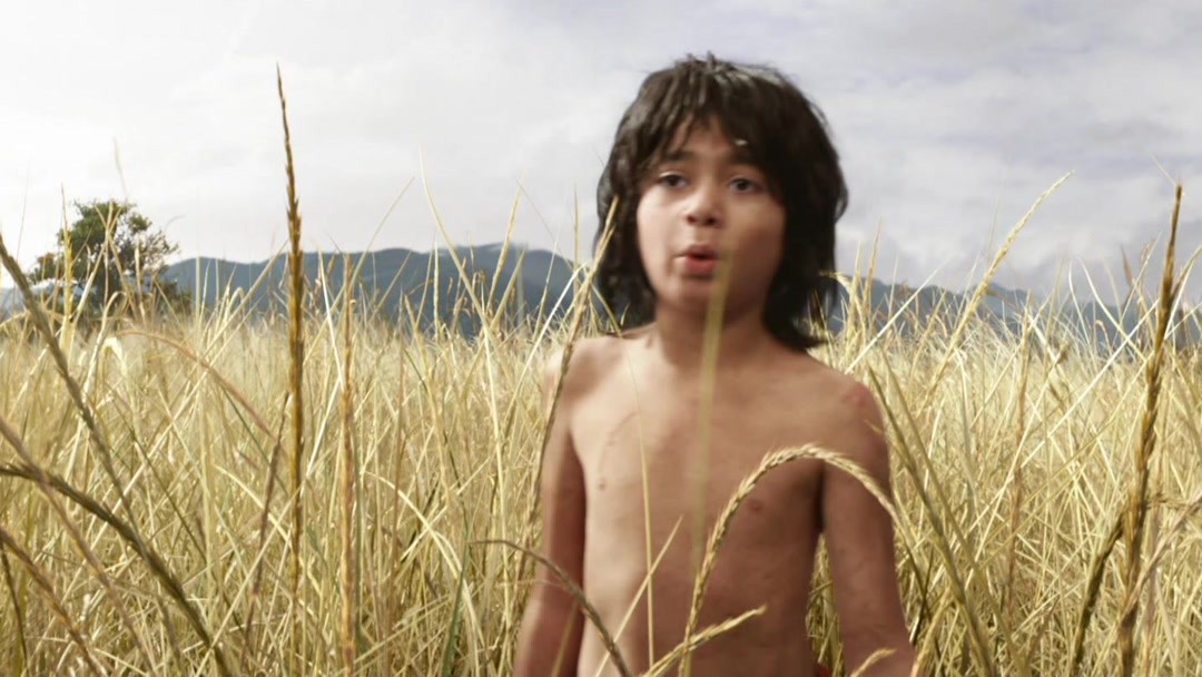 森林之王的战争:老虎和豹子