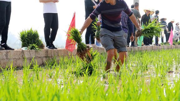 四川泸州:农民田间地头大比武"插秧比赛"趣味多