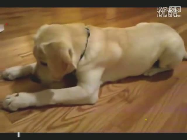 教狗上厕所,冠毛犬训练,训练狗狗到马桶上上厕所,女子训犬