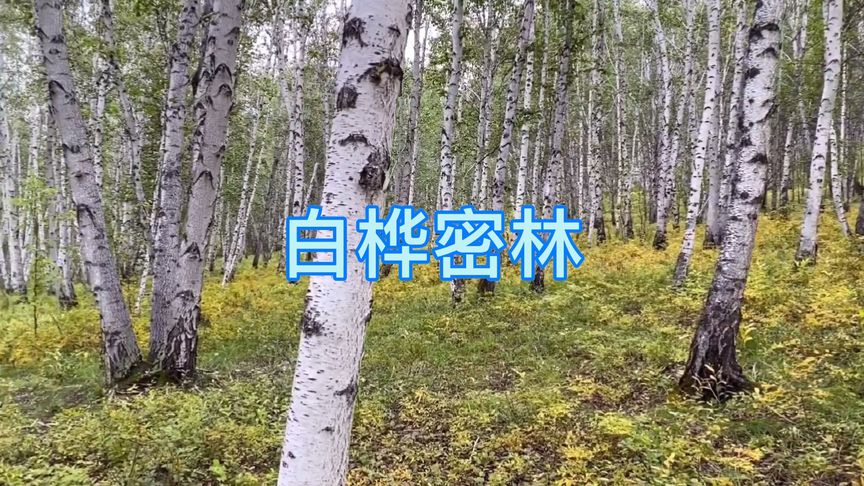 呼伦贝尔1000公顷的白桦密林里有驯鹿