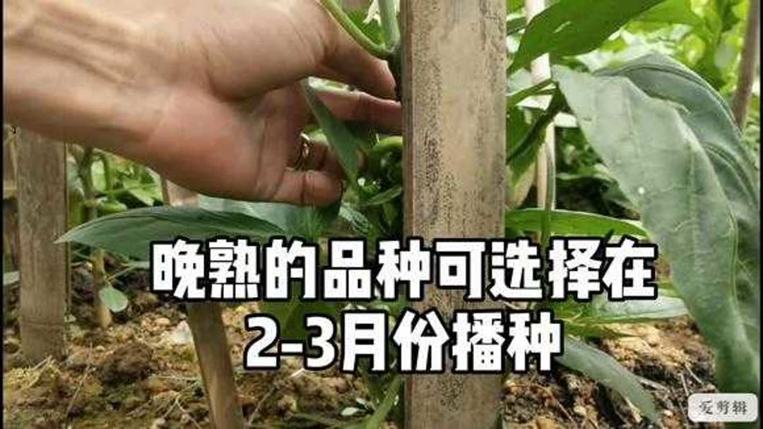 辣椒的种植时间和管理技术 ,不需要进行催芽,可直接播种