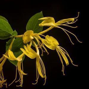 自娱自乐电吹管 