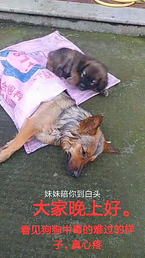 狗狗中毒了,小狗们一直守护着!