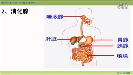 人体消化系统的结构